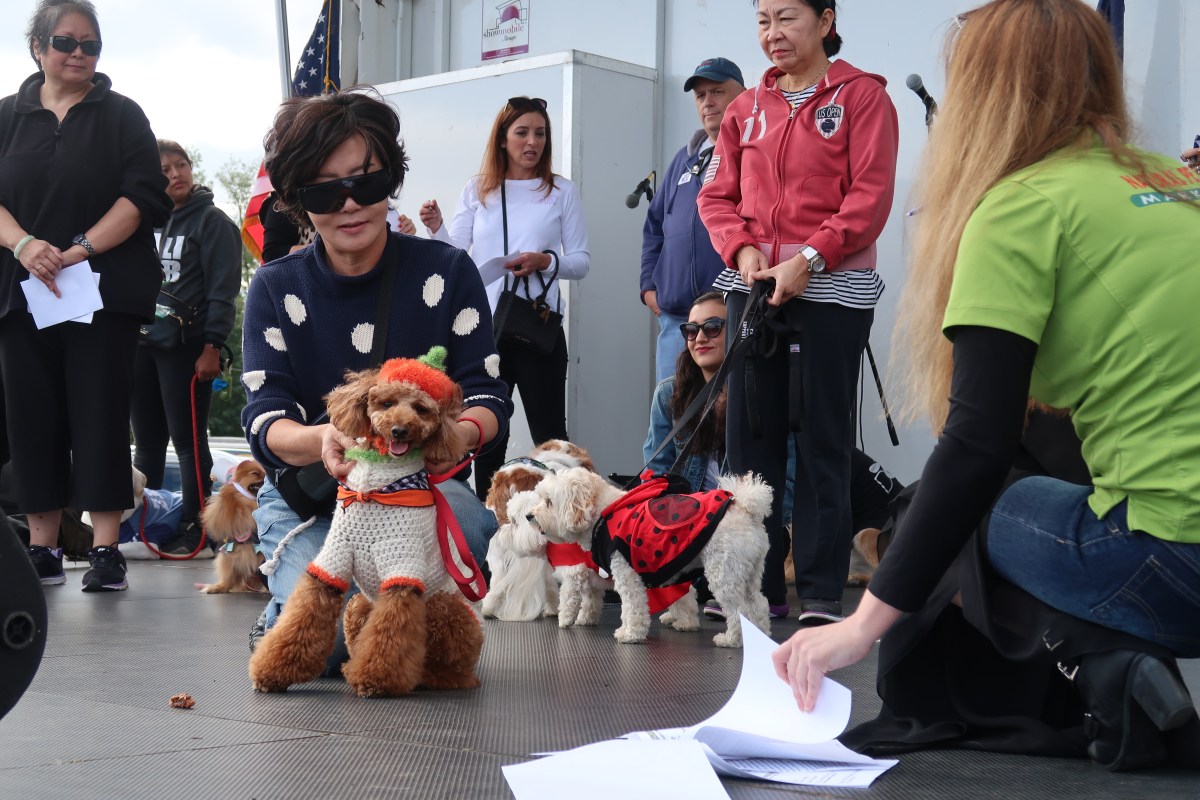 Bring your dog for the Best-Dressed Pet Contest – Taste of Annandale ...